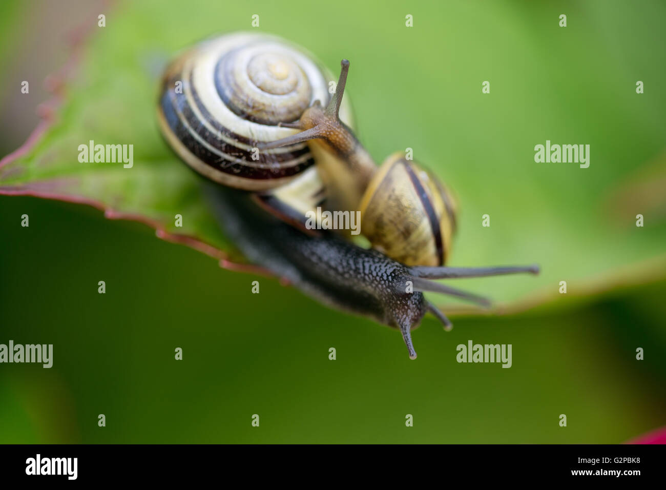 Small banded garden snail in summer on green leaf Stock Photo - Alamy