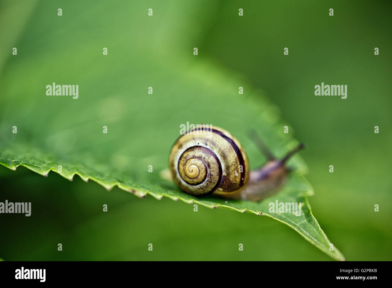 Small banded garden snail in summer on green leaf Stock Photo - Alamy