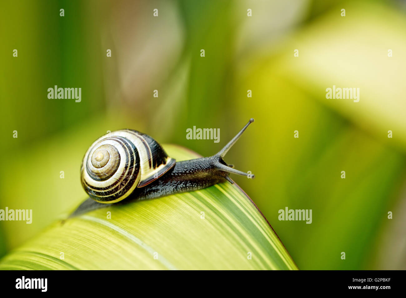 Small banded garden snail in summer on green leaf Stock Photo - Alamy