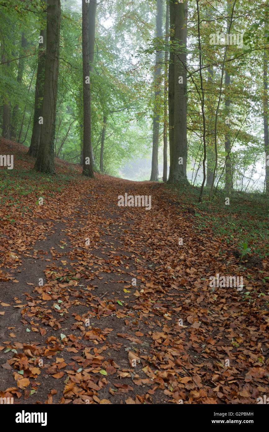 Autumnal woodland in fog, near Winchcombe, Cotswolds, Gloucestershire ...