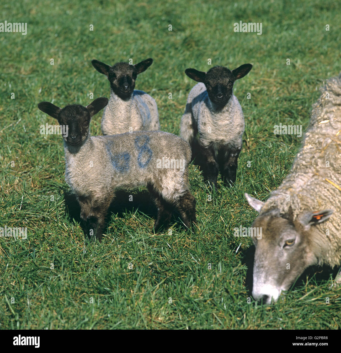 Three Suffolk cross lambs with black faces by north country mule ewe at ...