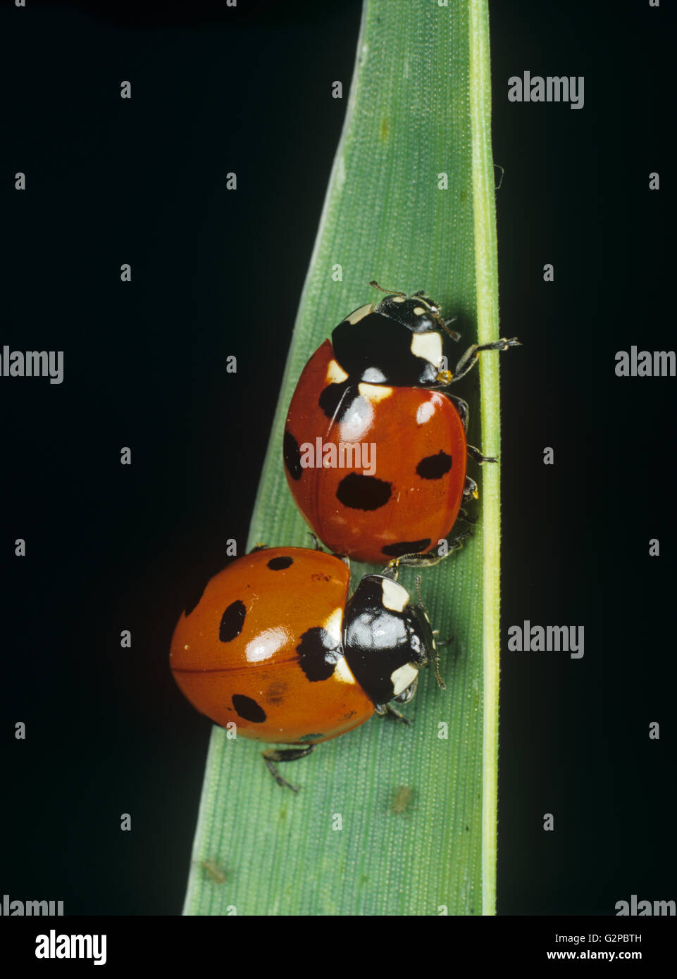 Two spotted ladybug hi-res stock photography and images - Alamy