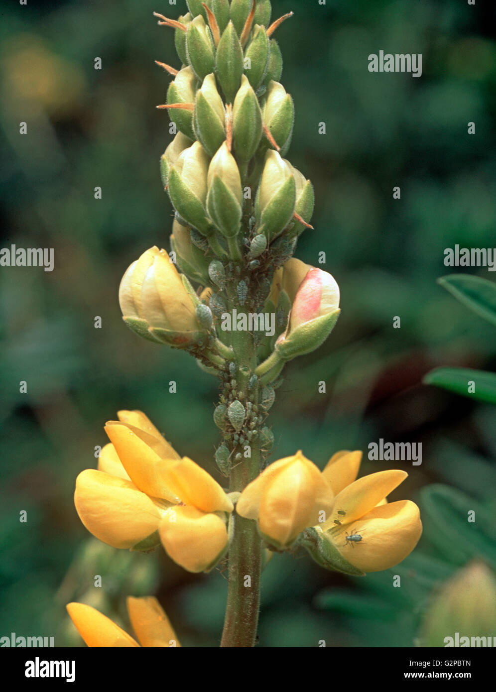 Lupin aphid (Macrosiphum albifrons) colony on tree lupin flower Stock ...