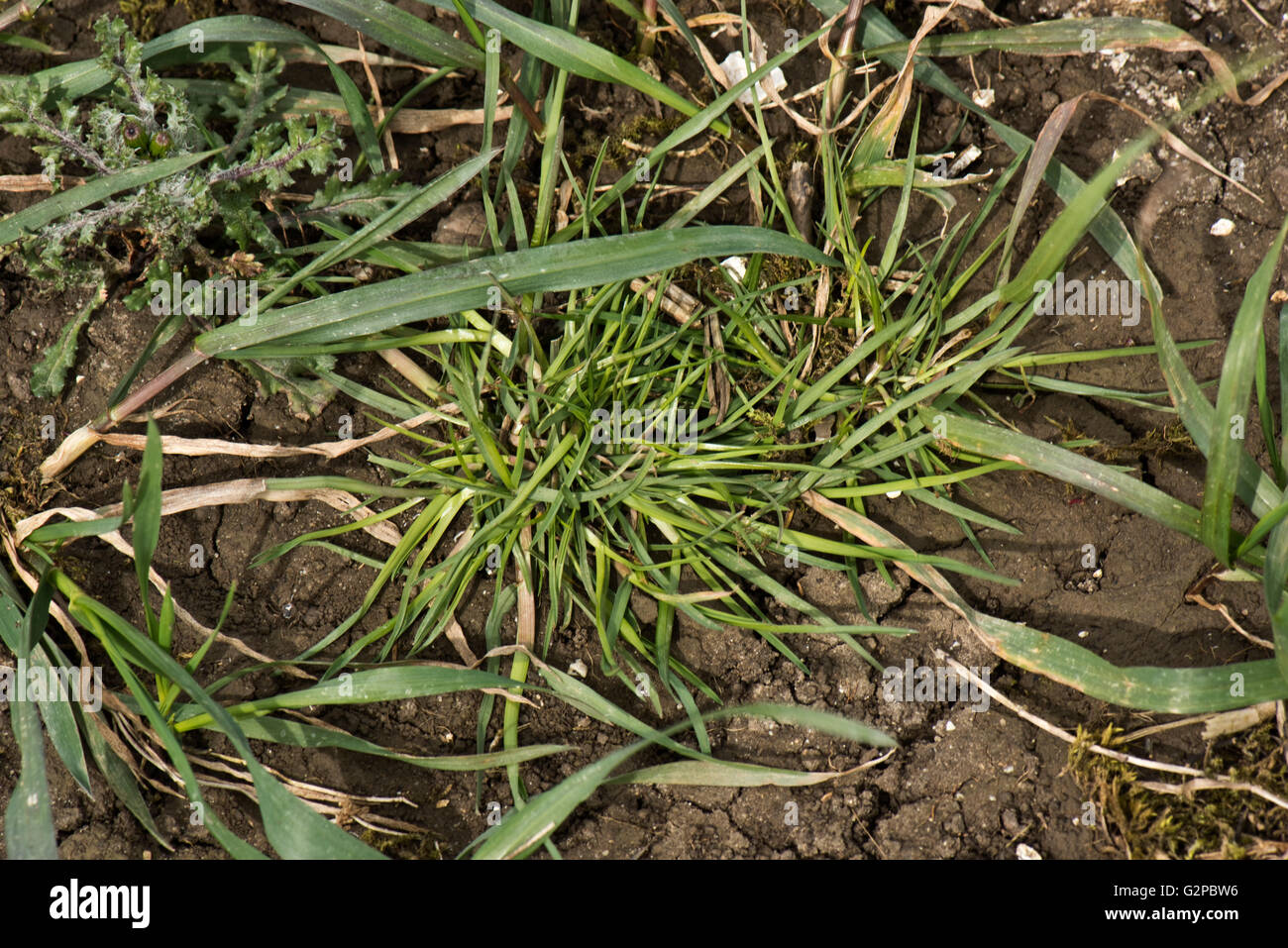 Blackgreass, Alopecurus myosuroides, young prostrate grass weed in a ...