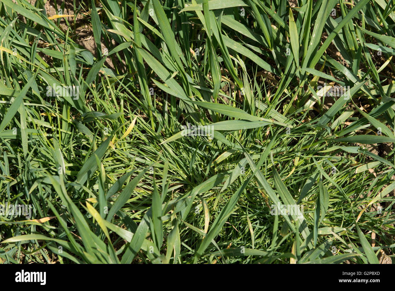 Blackgrass, Alopecurus myosuroides, young prostrate grass weeds in a ...