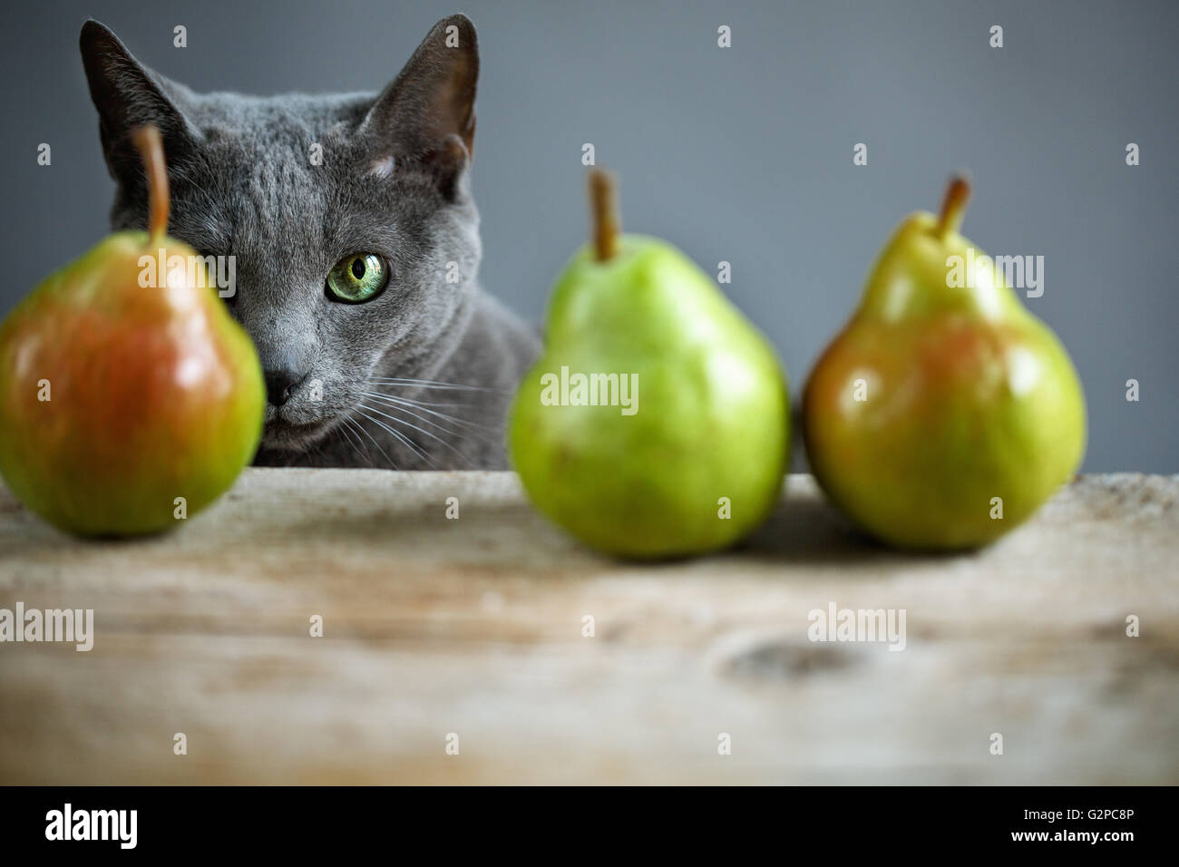 Curious home cat hi-res stock photography and images - Alamy