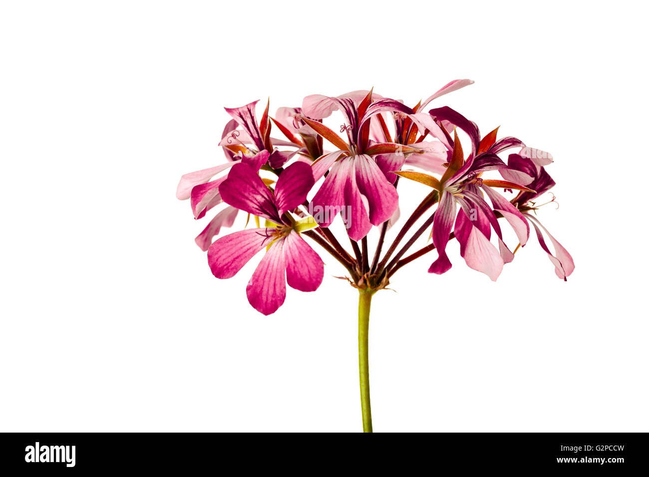Blossom of geranium Cut Out Stock Images & Pictures - Alamy