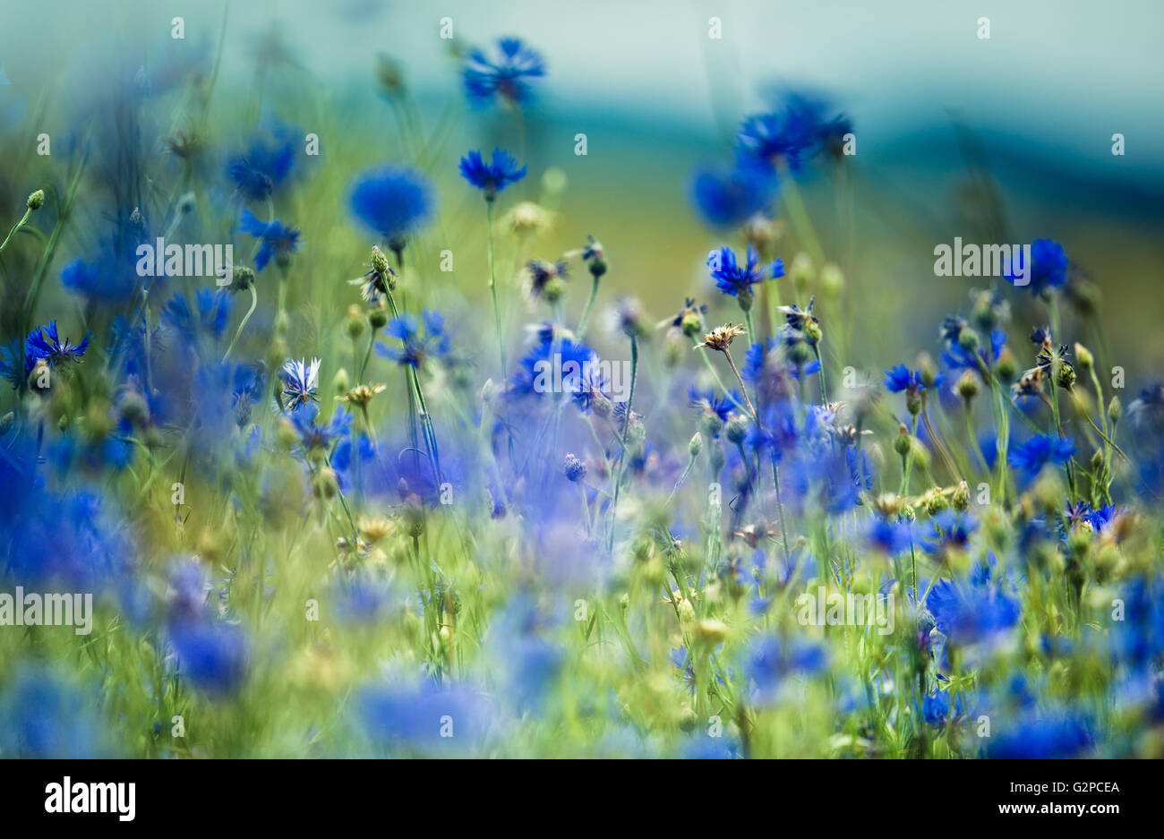 Hurtsickle cyani flower hi-res stock photography and images - Alamy