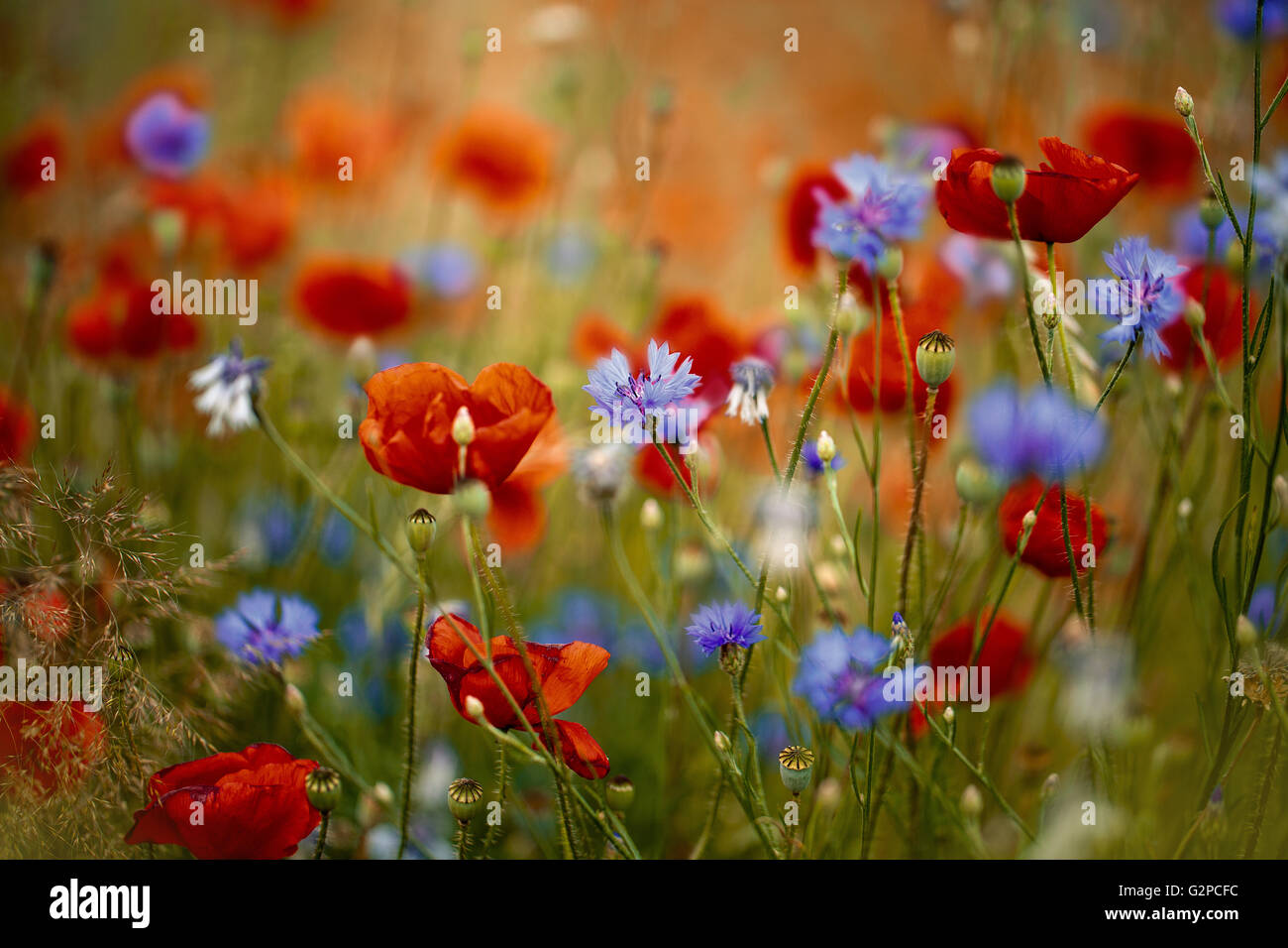 Field of Red Corn Poppy and Blue Cornflower in Summer Stock Photo - Alamy