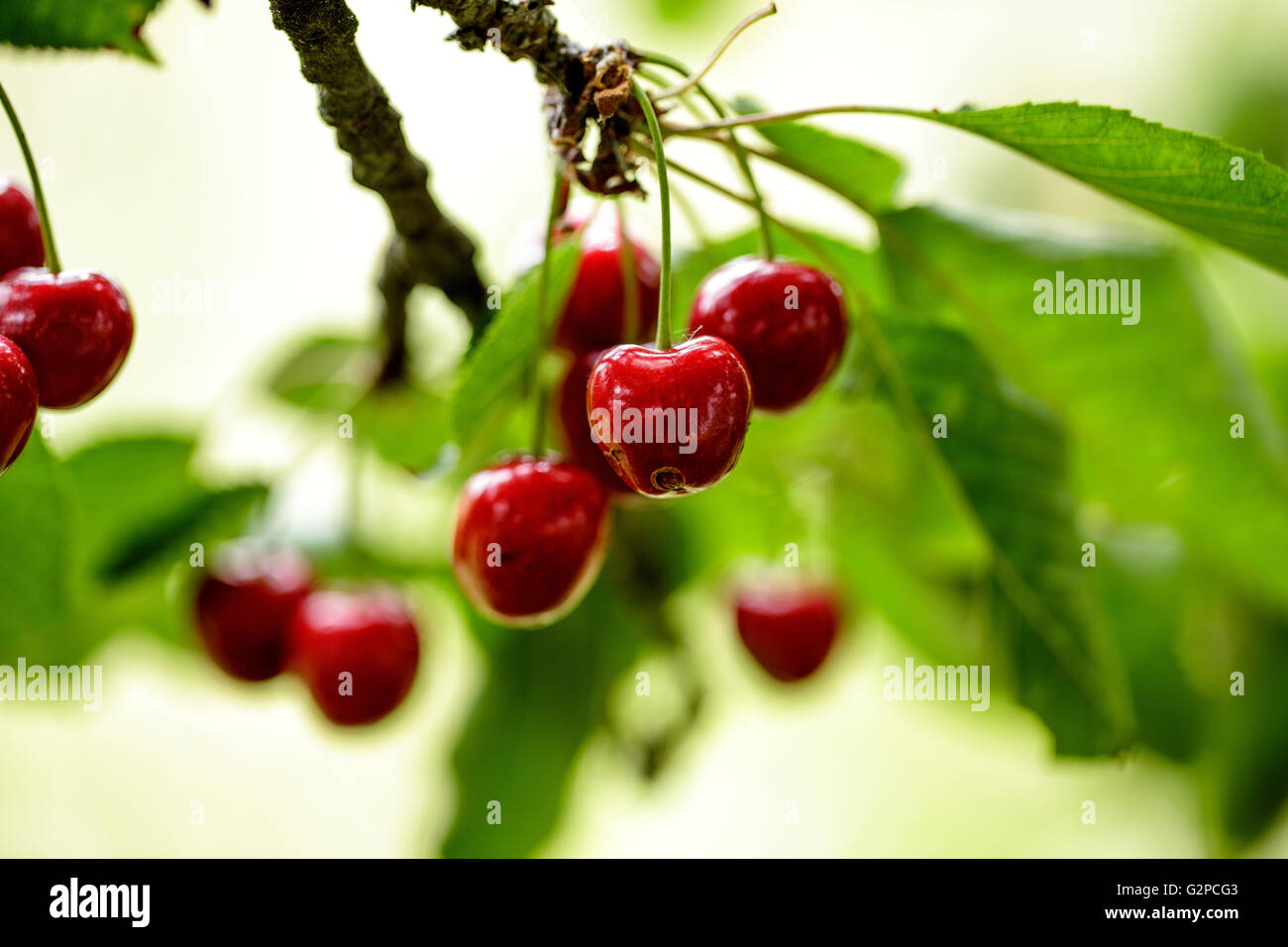 Cherries of the tree hi-res stock photography and images - Alamy