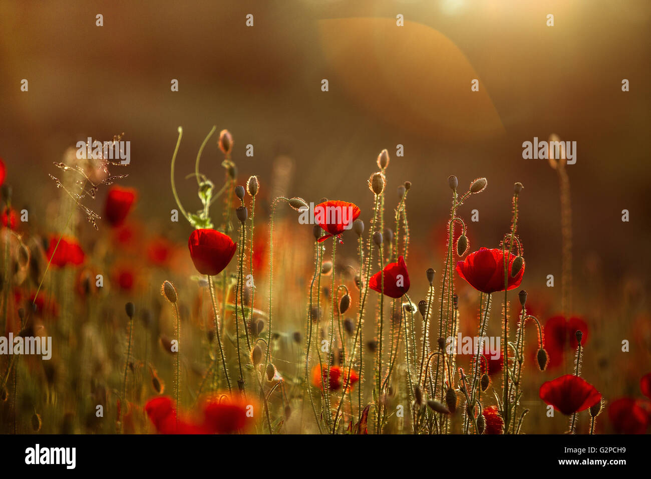 Spring evening on farm hi-res stock photography and images - Alamy