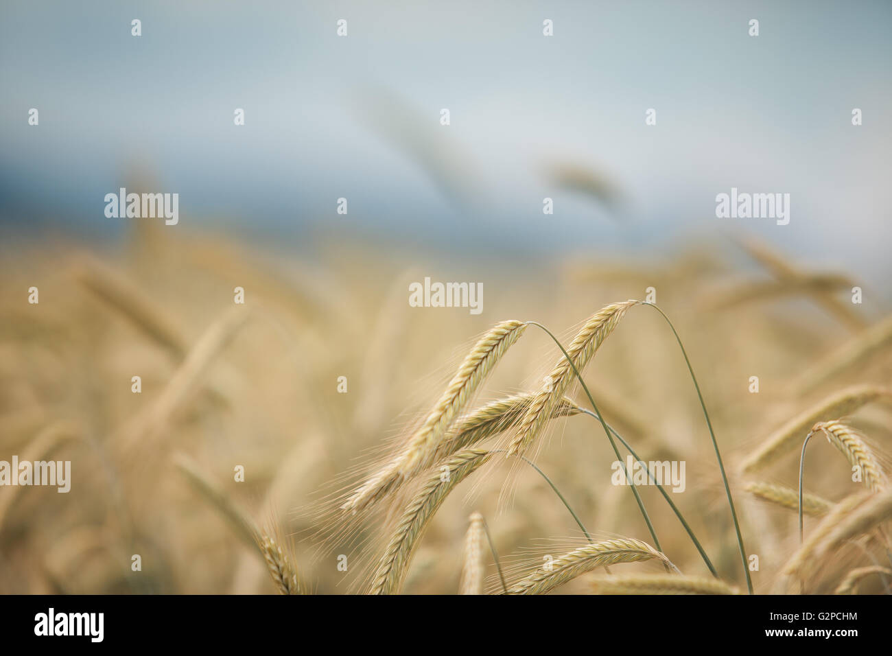 The wheat is ripe hi-res stock photography and images - Alamy