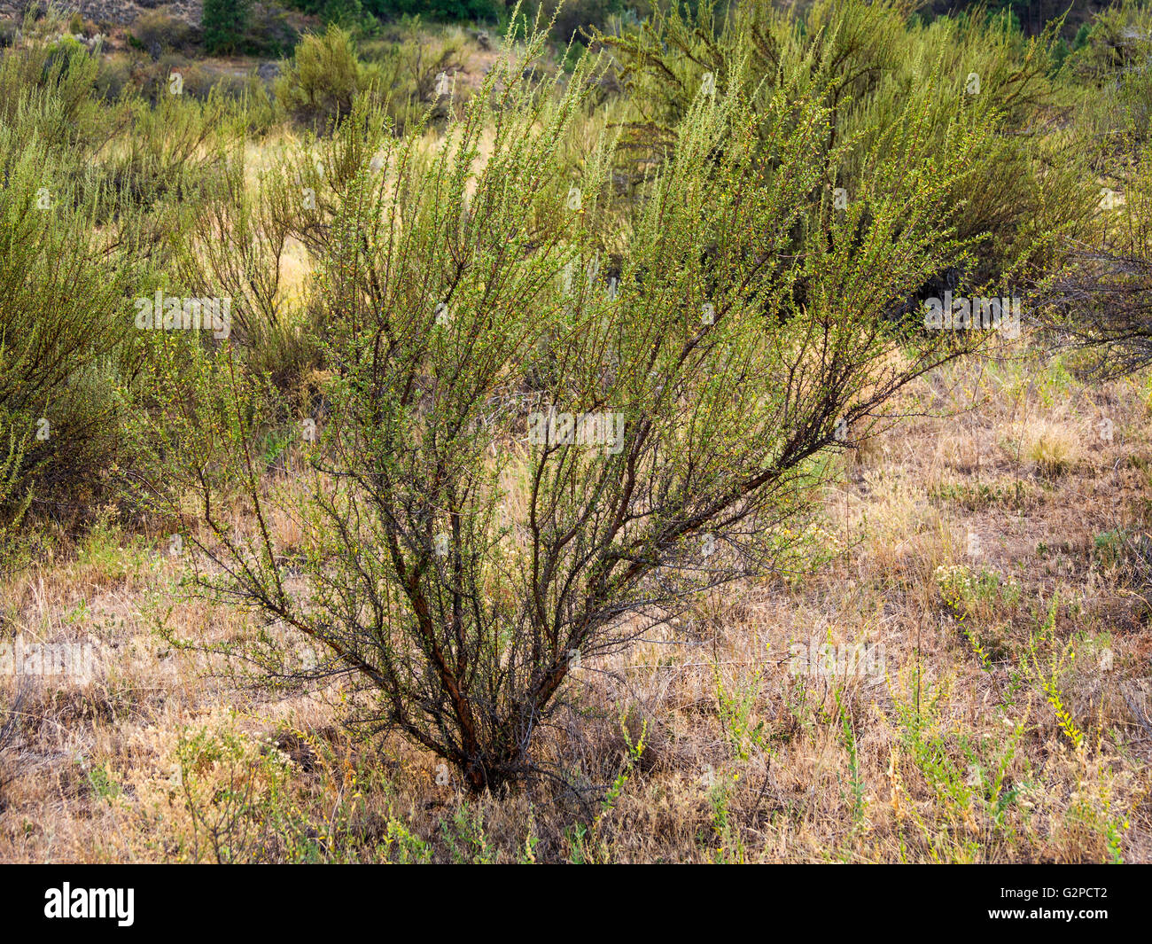 Osoyoos Desert Centre, BC, Canada, is 67 acre nature interpretive ...