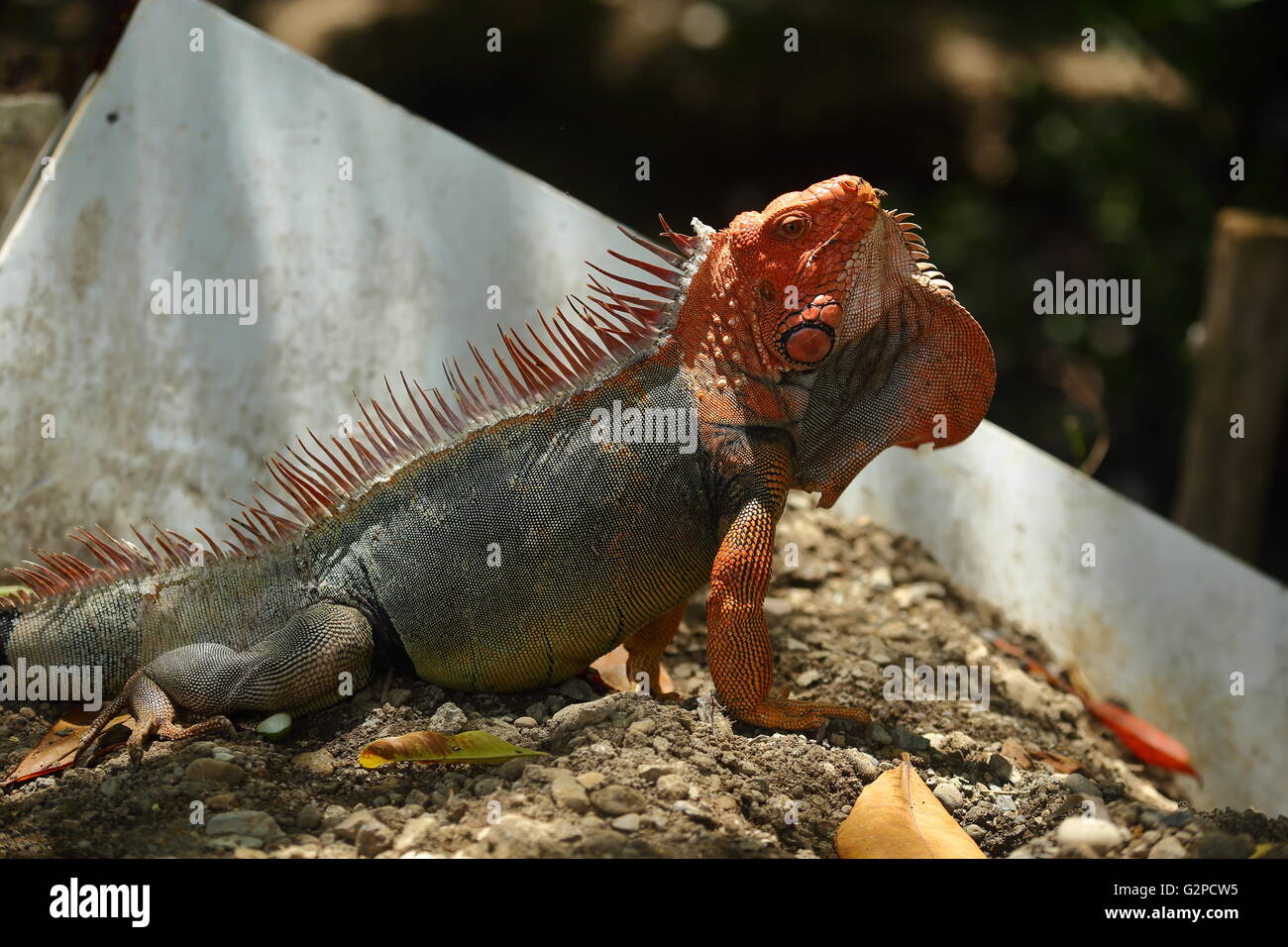 Gray iguana hi-res stock photography and images - Alamy
