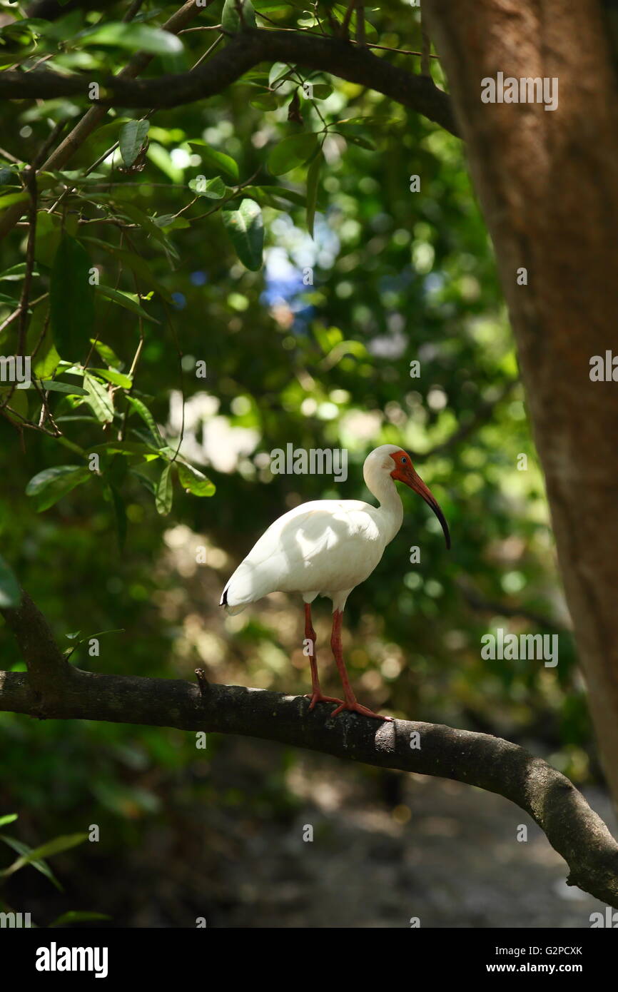 Ibis bird hi-res stock photography and images - Alamy