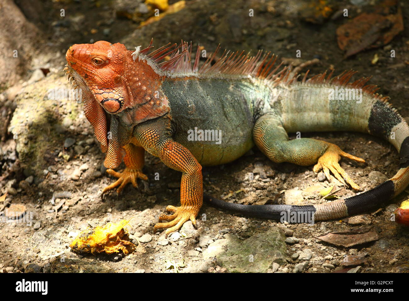 Big green gray iguana with orange head Stock Photo - Alamy