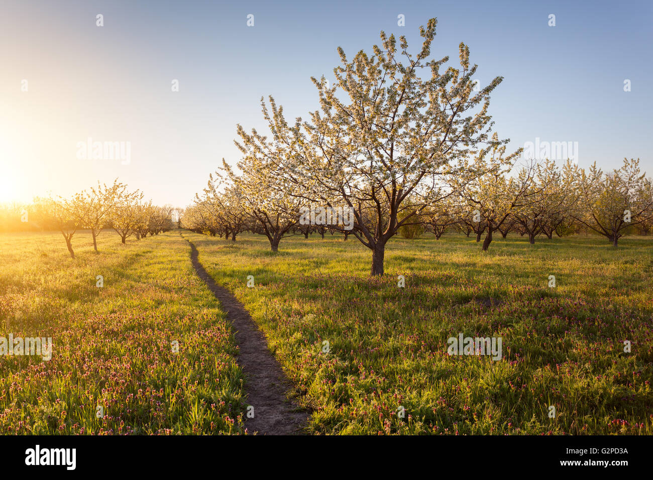 Flowering fruit trees hi-res stock photography and images - Alamy