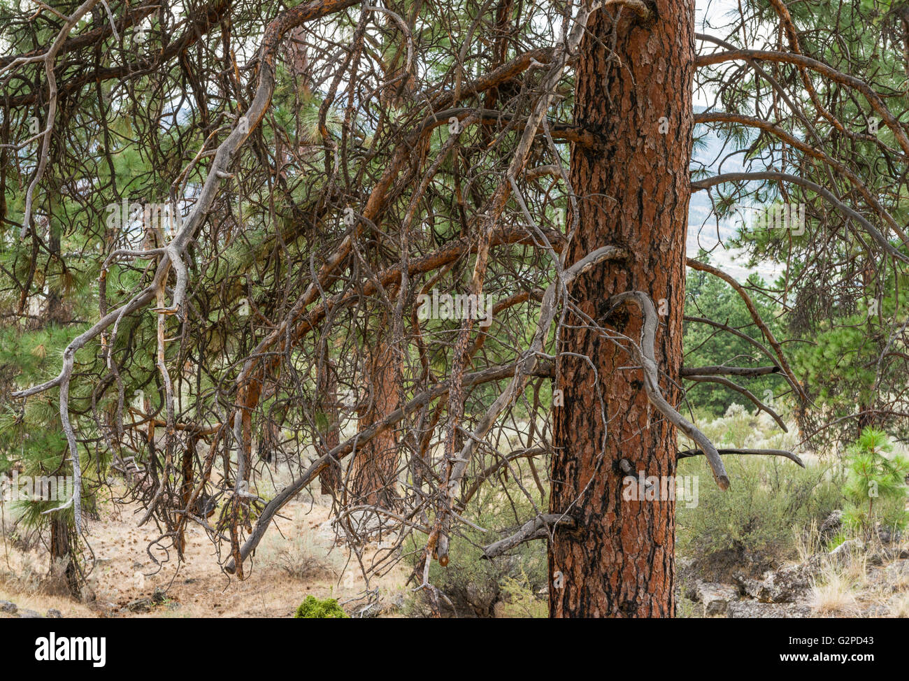 Self-guided desert terrain walk at NK'MIP Desert Cultural Centre at ...