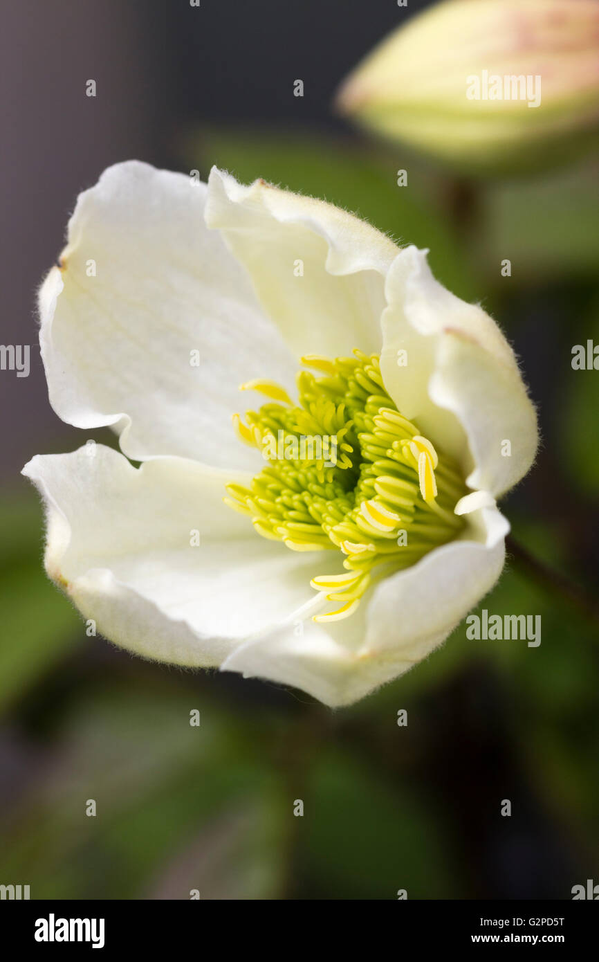 Opening bud of the vigorous hardy climber, Clematis montana var ...