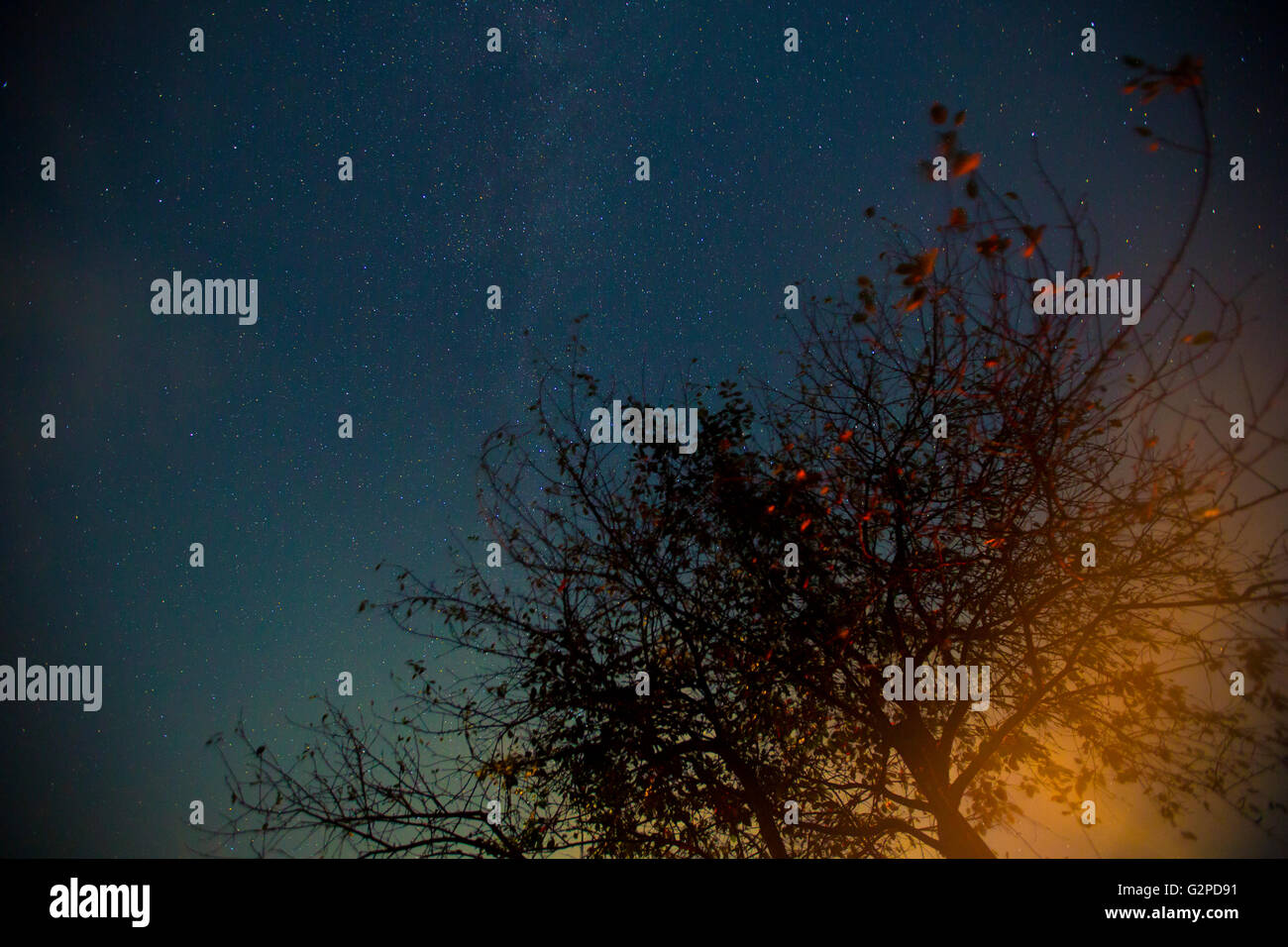 tree under a starry sky. Autumn Night Stock Photo - Alamy