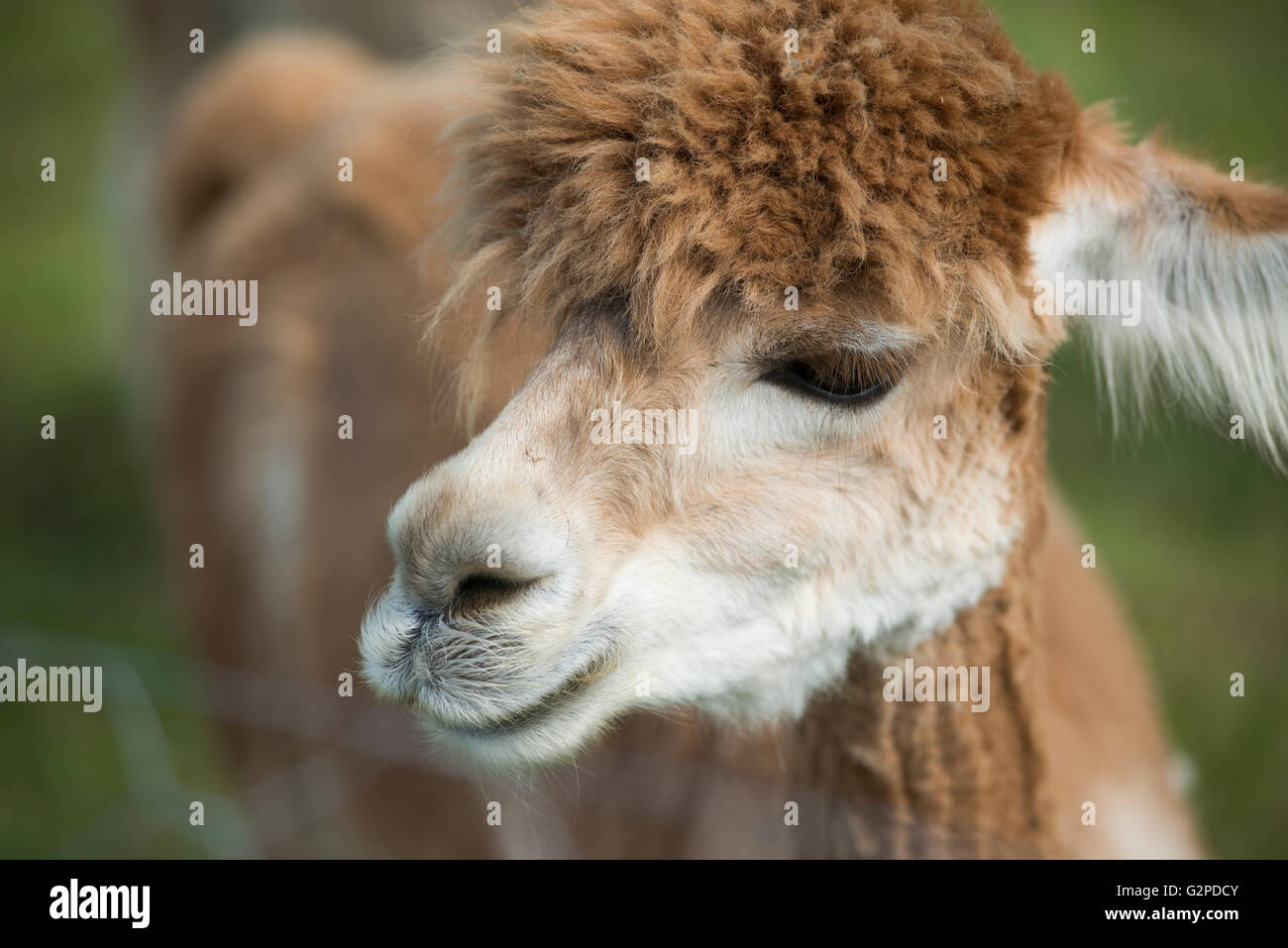 Profile llama animal head hi-res stock photography and images - Alamy