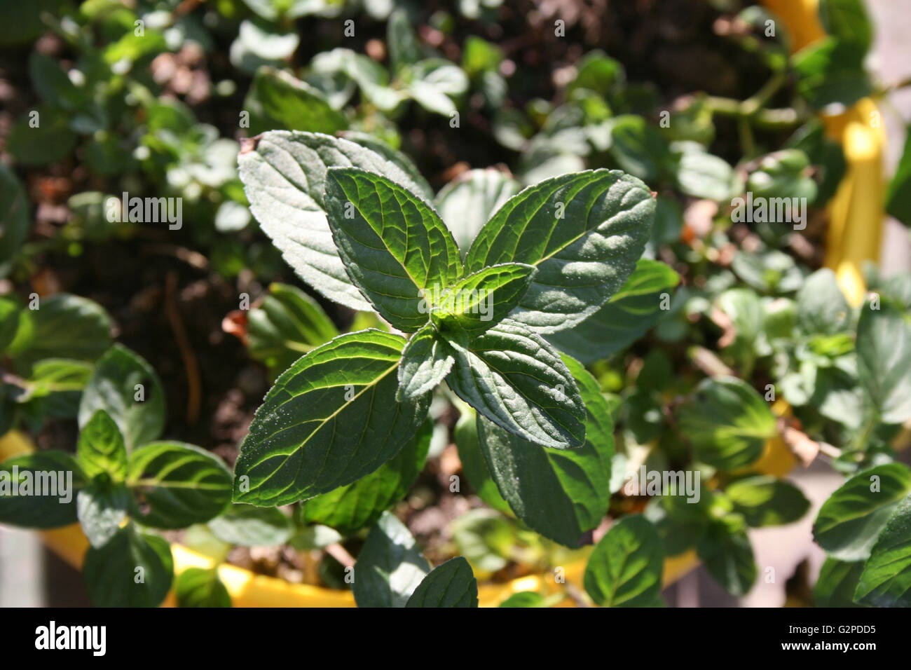 Devils backbone plant hi-res stock photography and images - Alamy