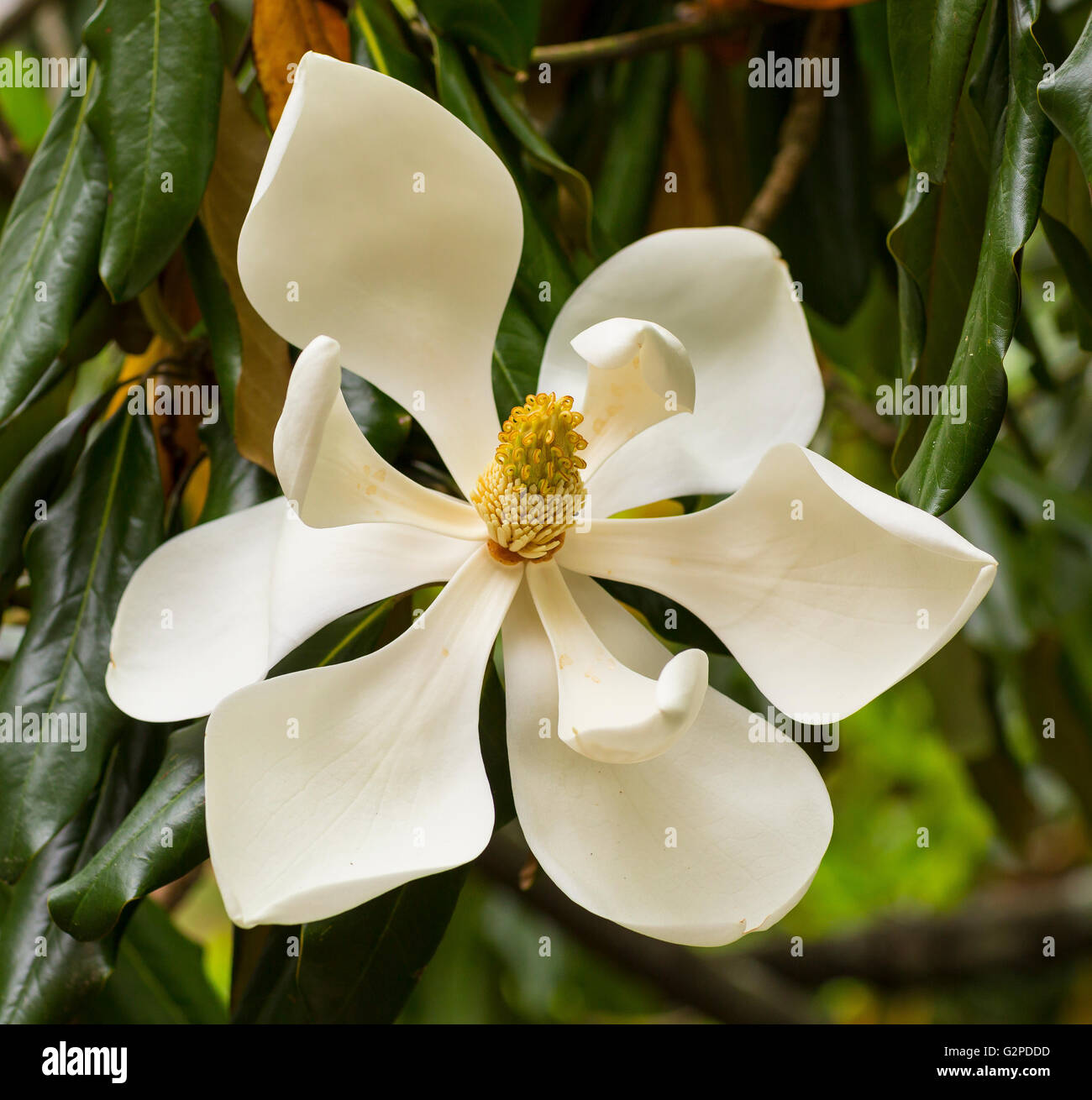 VIRGINIA, USA - Magnolia blossom, flower on magnolia tree in bloom ...