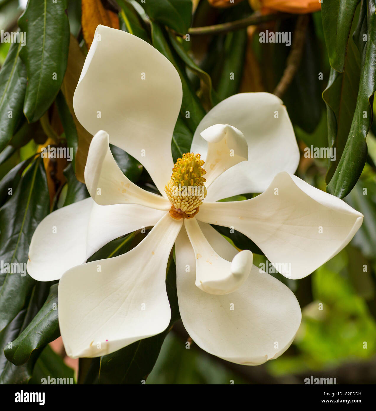 VIRGINIA, USA - Magnolia blossom, flower on magnolia tree in bloom ...