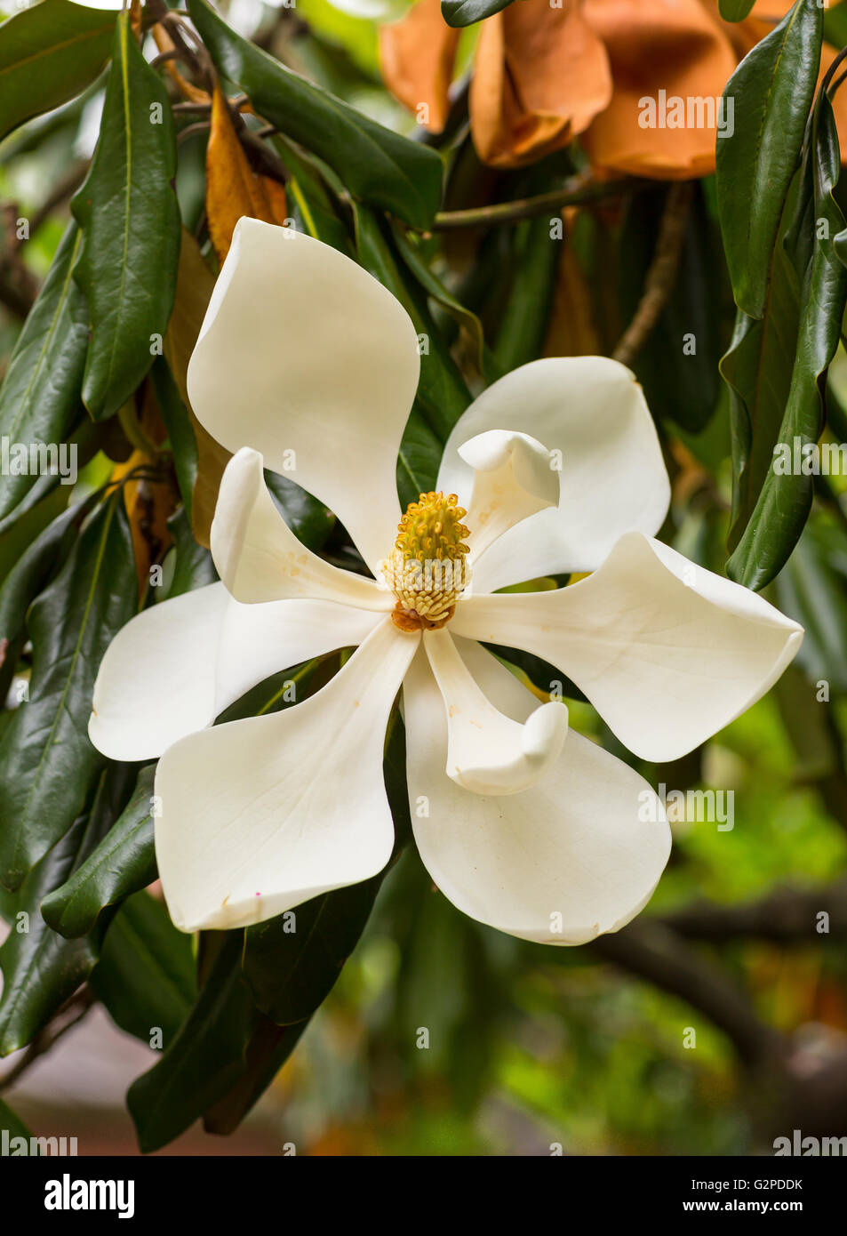 Magnolia tree in bloom hi-res stock photography and images - Alamy