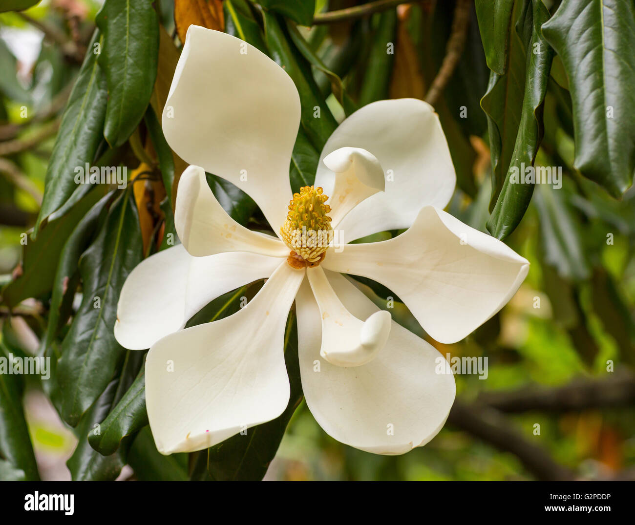 Magnolia tree in bloom hi-res stock photography and images - Alamy