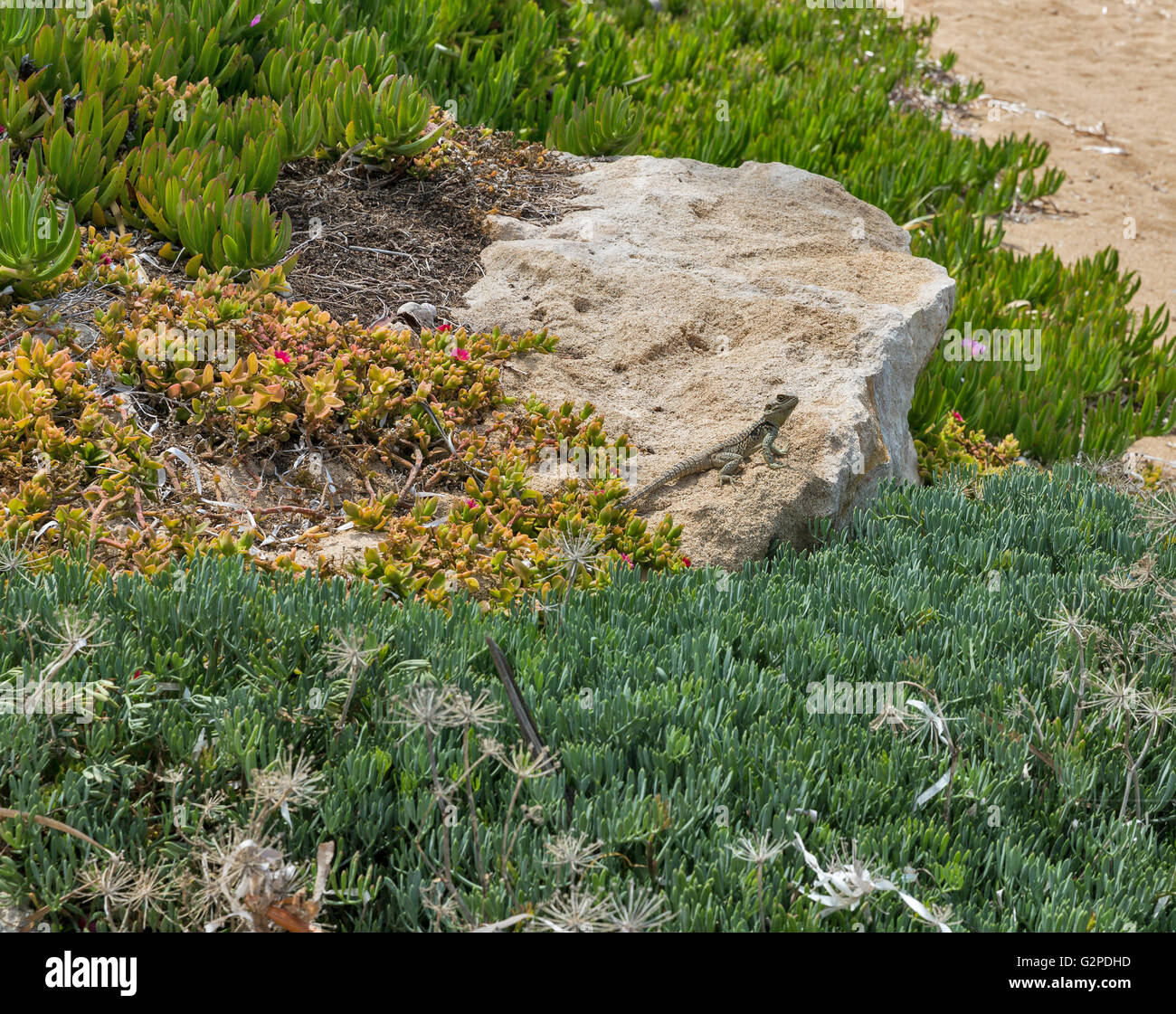 Starred Agama ( Laudakia stellio ) lizard on a rock at the island ...