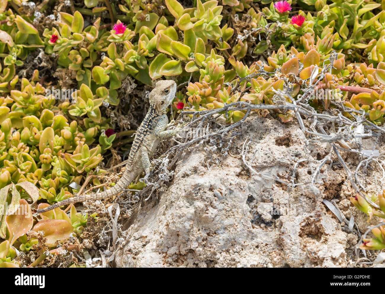 Starred Agama ( Laudakia stellio ) lizard on a rock at the island of ...