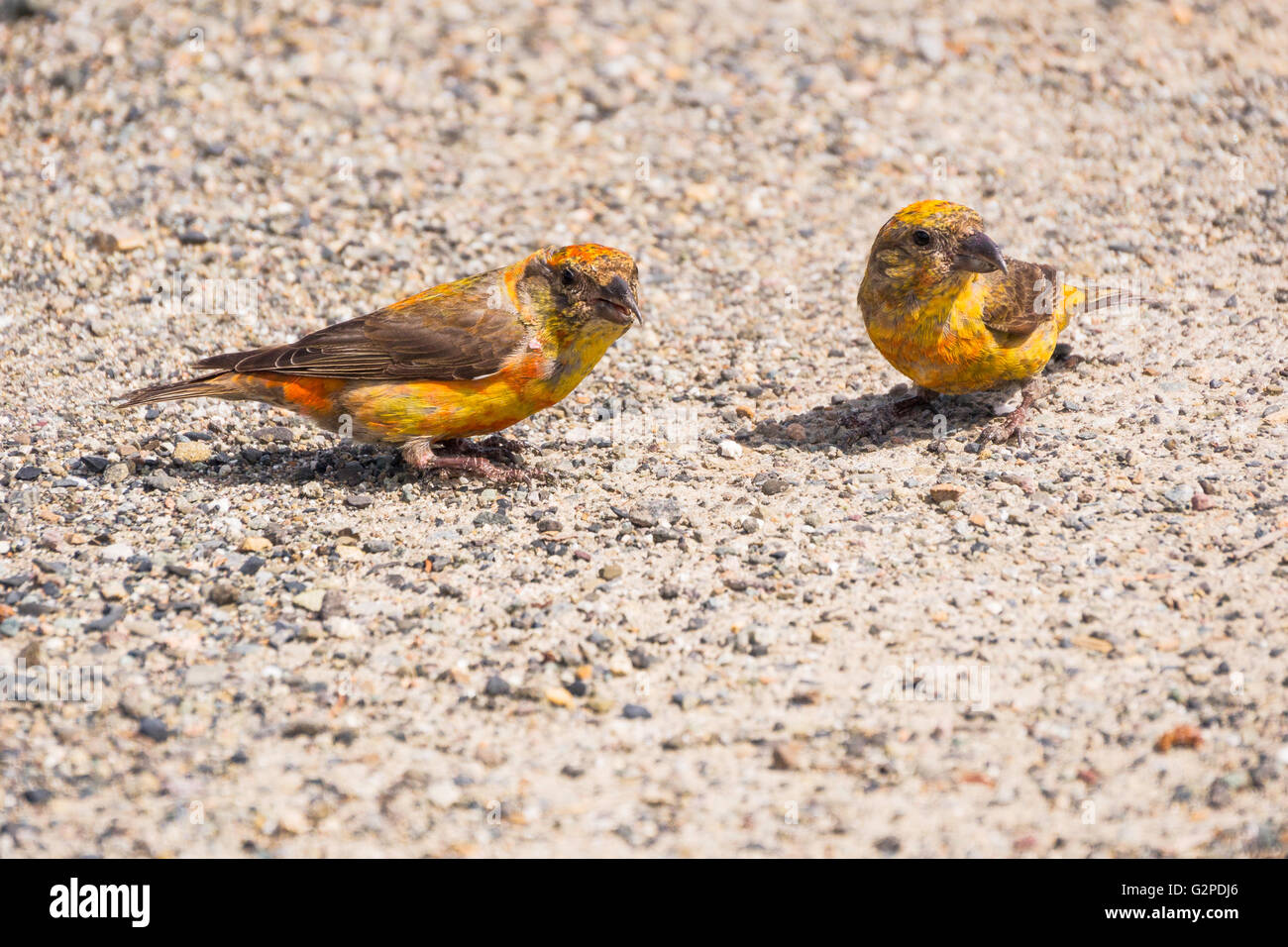 Finches seen roadside in E. C, Manning Provincial Park, Hope-Princeton ...