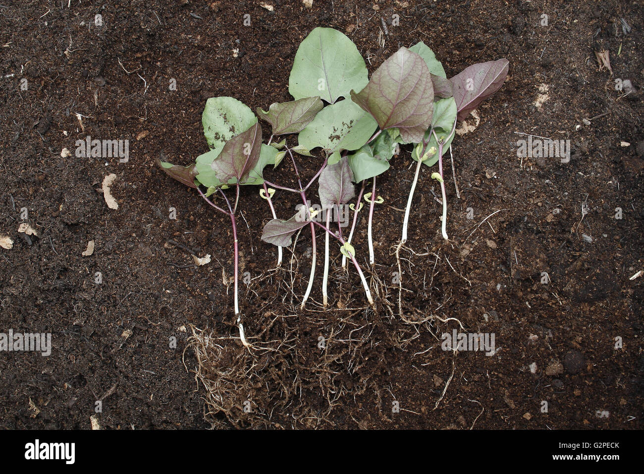 Bean plant roots hi-res stock photography and images - Alamy