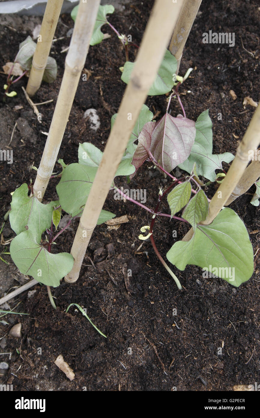 Lablab beans hi-res stock photography and images - Alamy