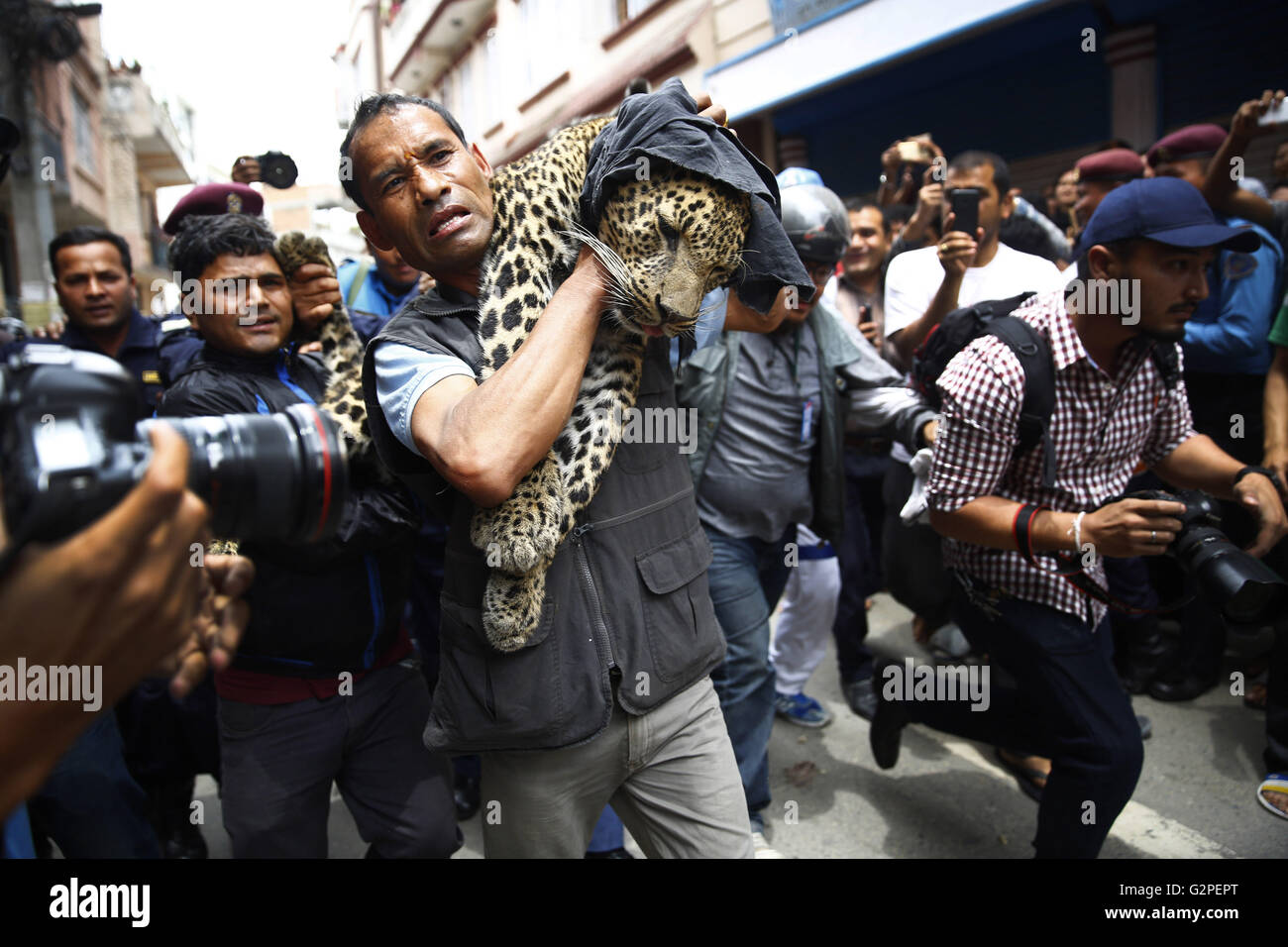 Kathmandu, Nepal. 1st June, 2016. A Zoo doctor carries a sedated ...