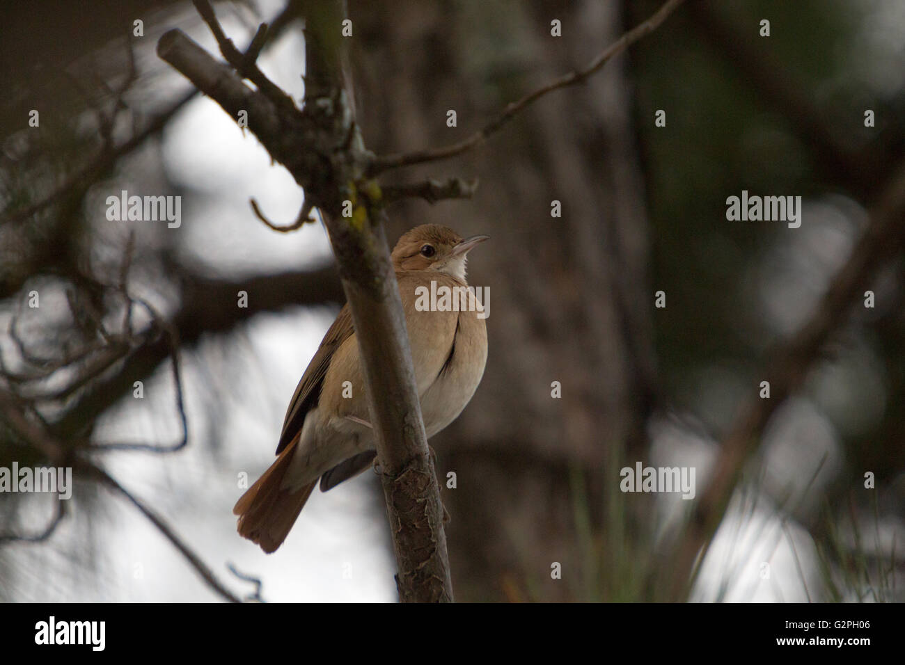 Asuncion, Paraguay. 1st Jun, 2016. Rufous hornero (Furnarius rufus ...