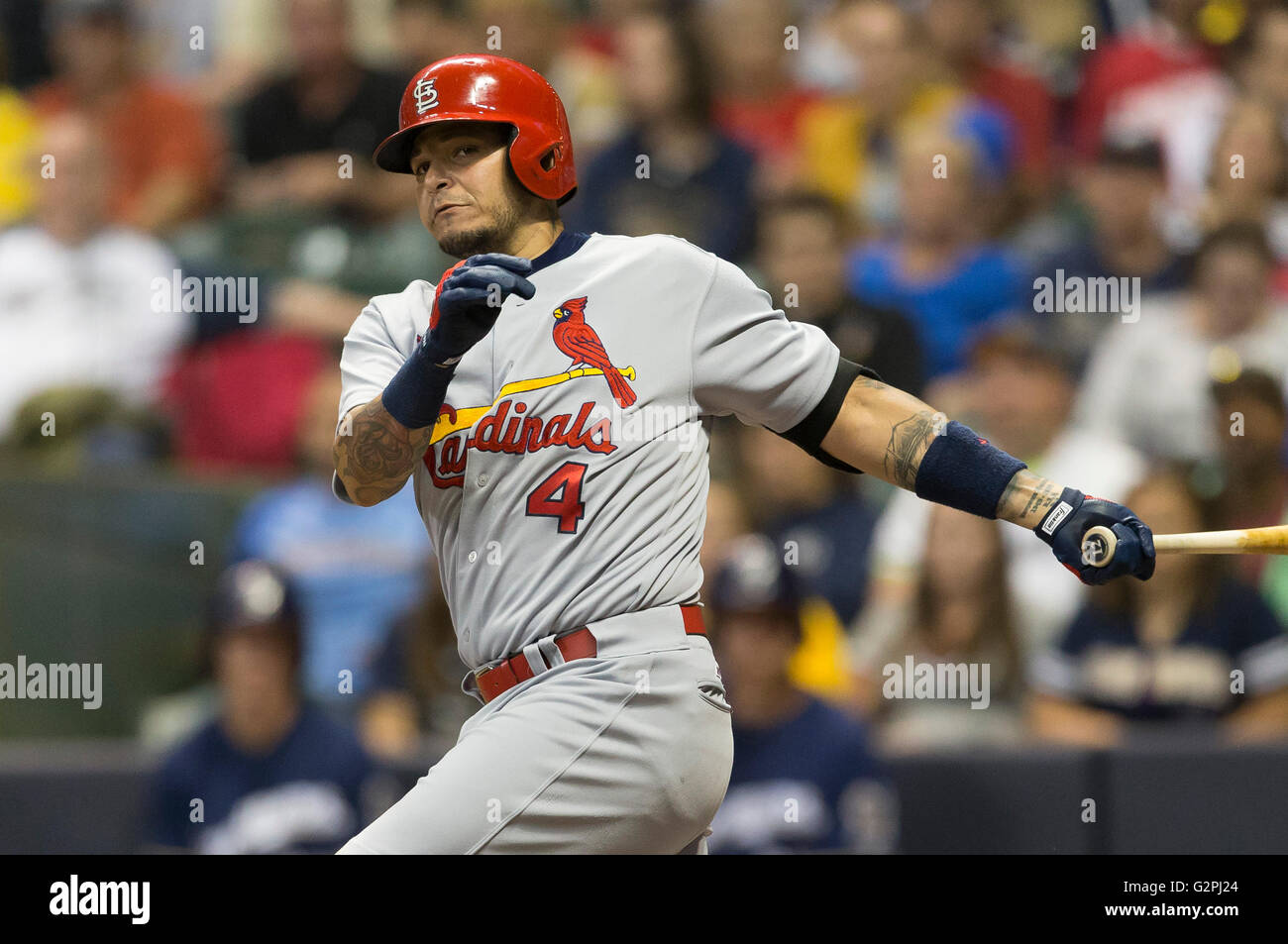 Milwaukee, WI, USA. 31st May, 2016. St. Louis Cardinals catcher Yadier ...