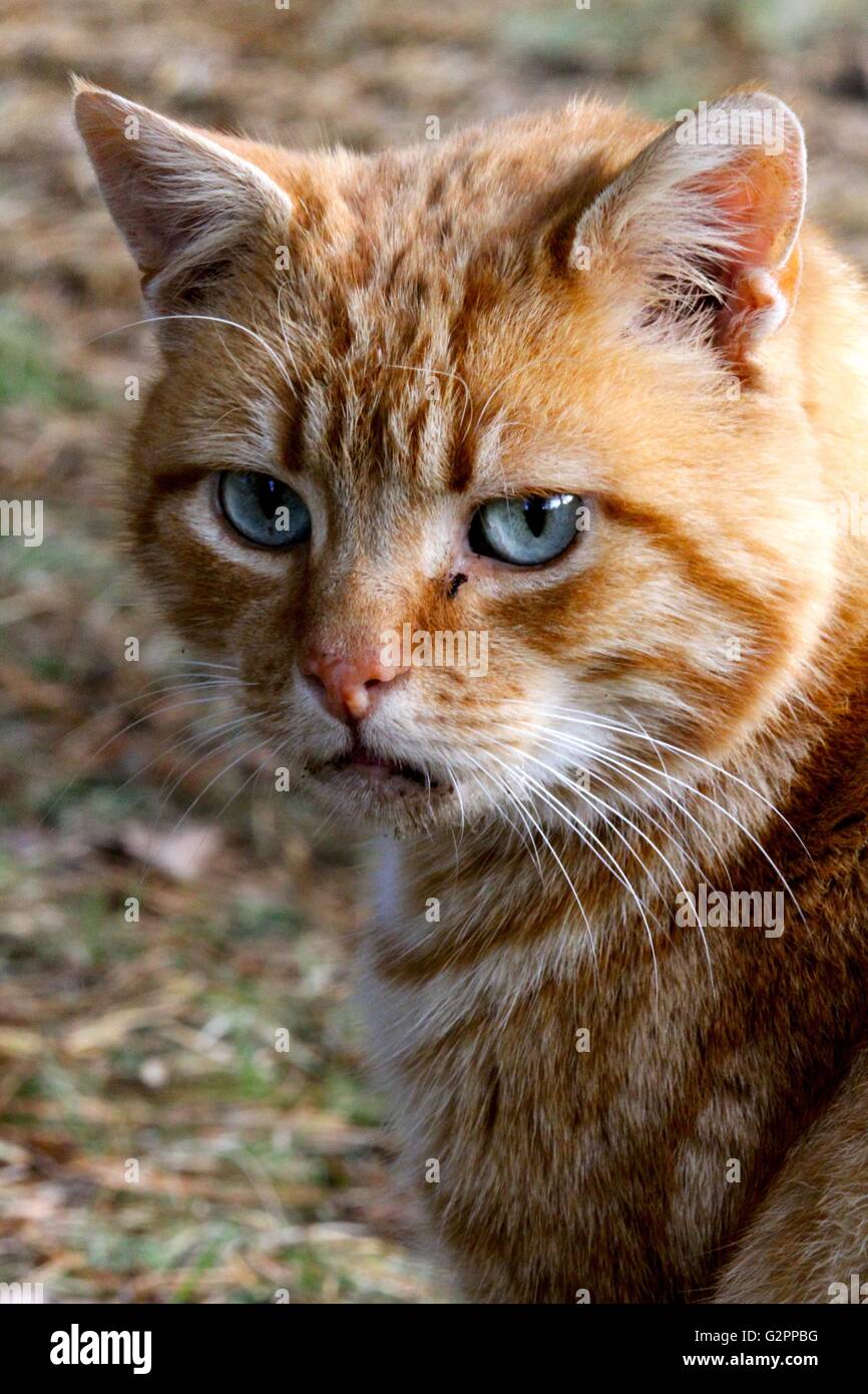 A RED CAT WITH BLUE EYES Stock Photo - Alamy