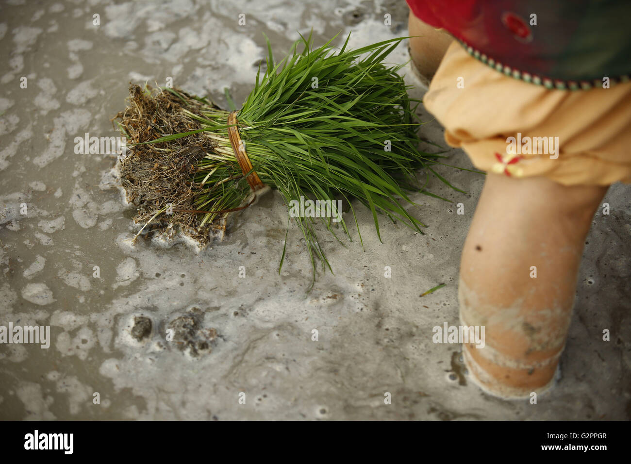 June 2, 2016 - Kathmandu, Nepal - A Nepalese farmer (unseen) cultivate ...