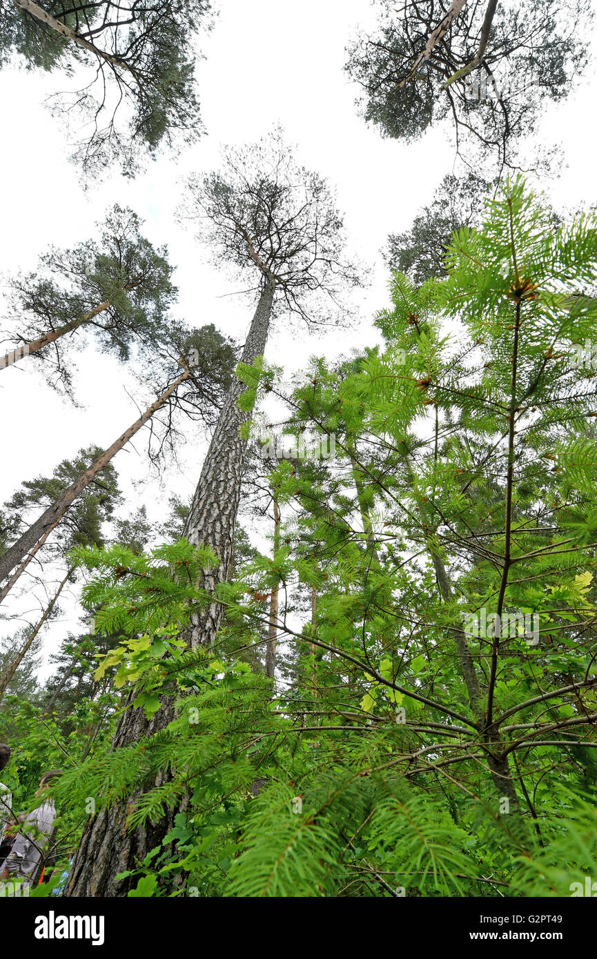 Firs and beeches hi-res stock photography and images - Alamy