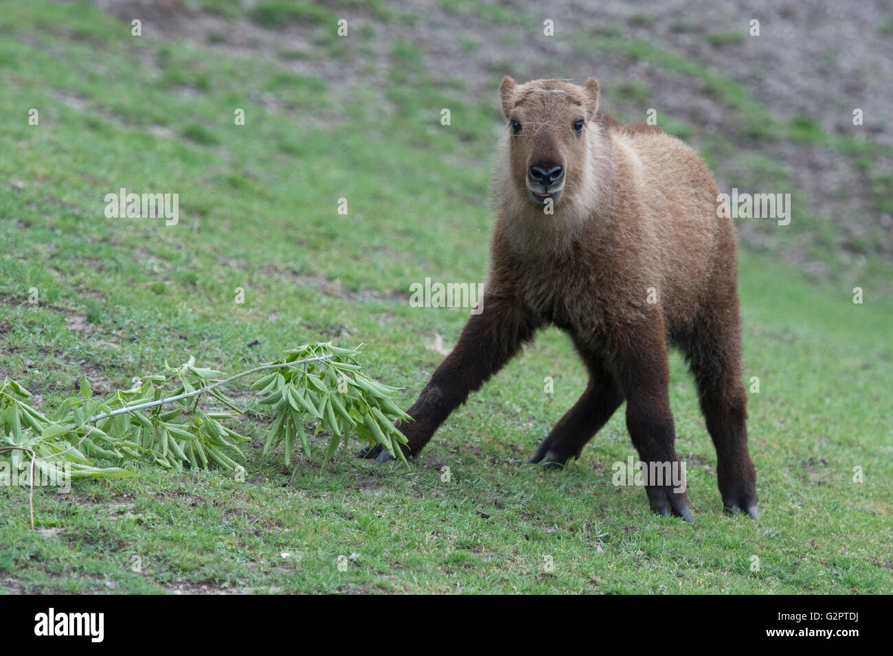 Berlin, Germany. 02nd June, 2016. Takin 'Lolek' stands in his enclosure ...