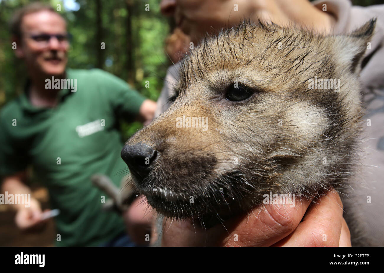 Part of a wolf pack hi-res stock photography and images - Alamy