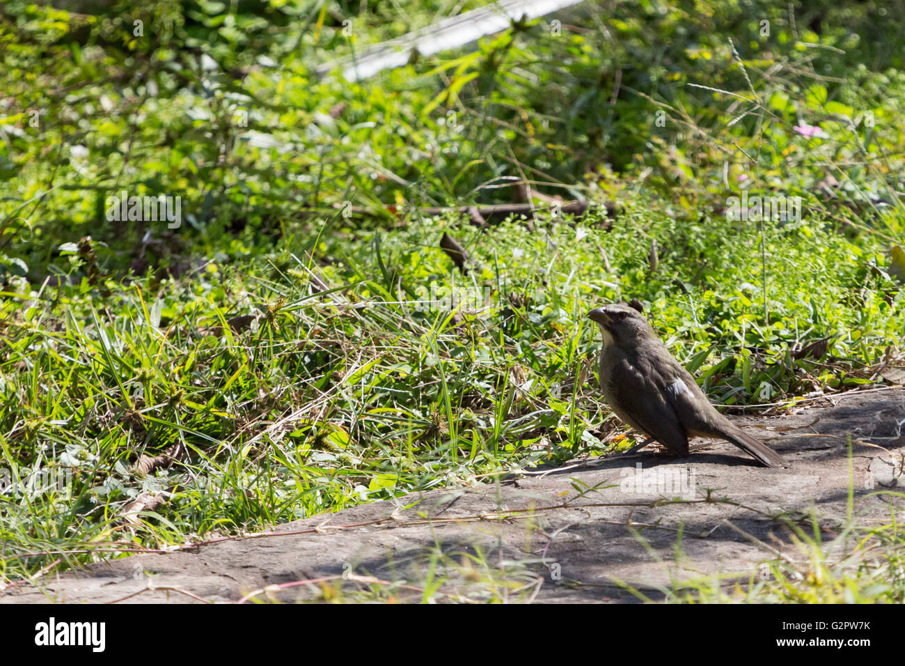 Asuncion, Paraguay. 2nd Jun, 2016. Greyish saltator (Saltator ...