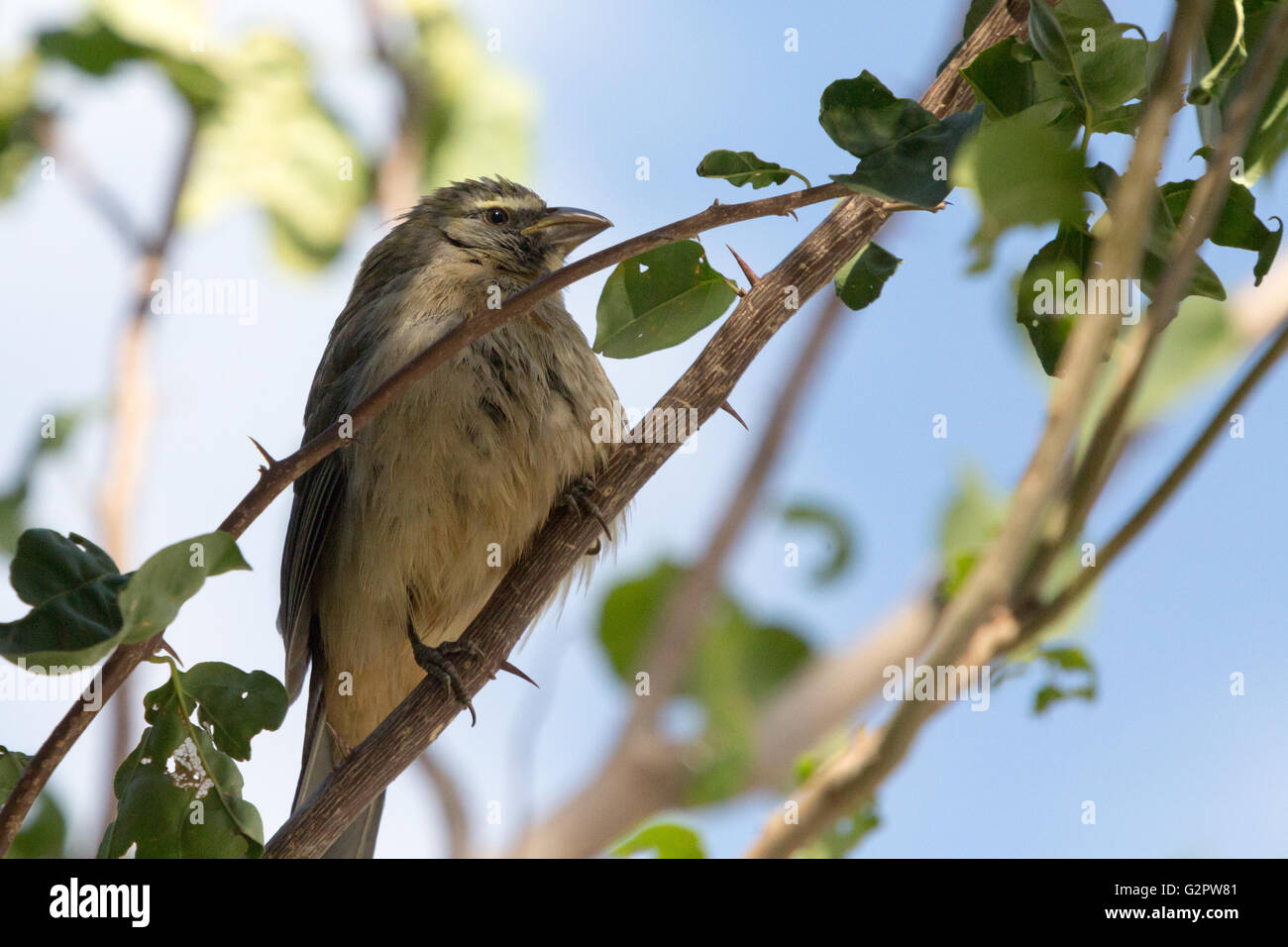 Asuncion, Paraguay. 2nd Jun, 2016. Greyish saltator (Saltator ...