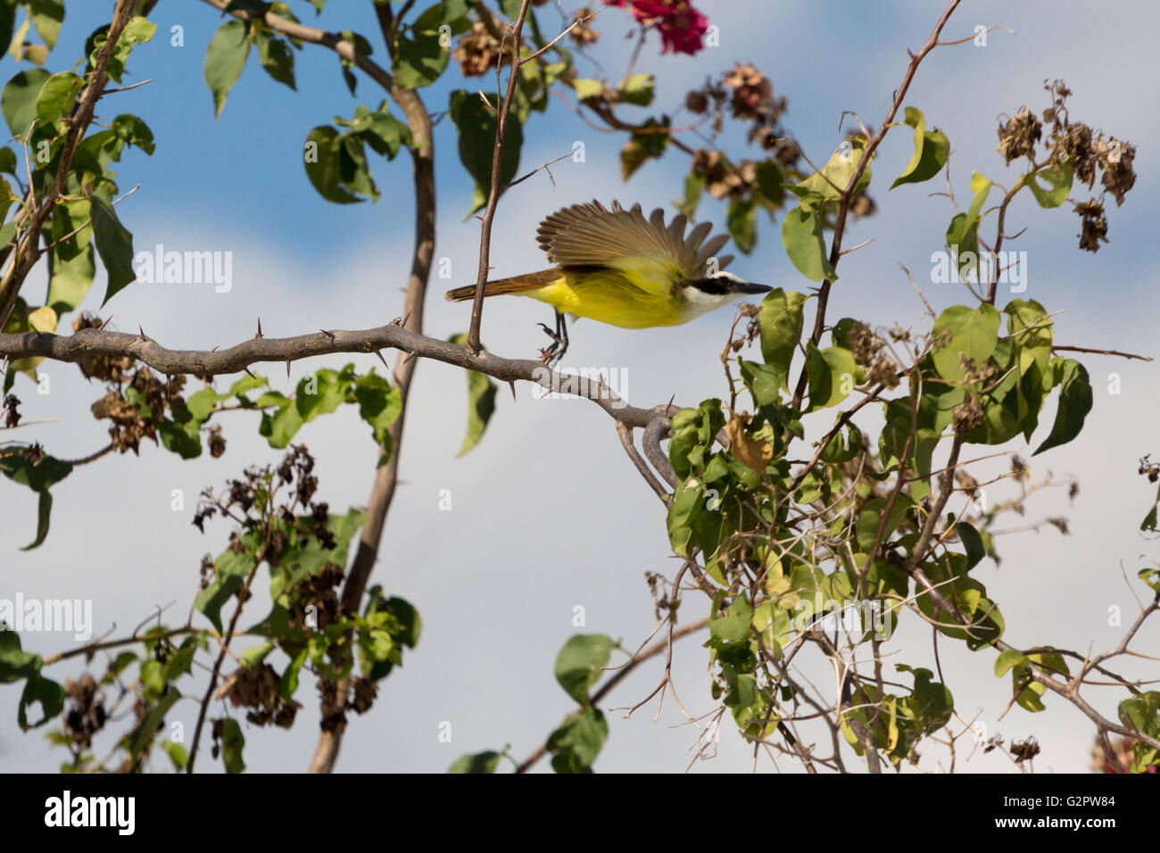 Asuncion, Paraguay. 2nd Jun, 2016. Great kiskadee (Pitangus sulphuratus ...