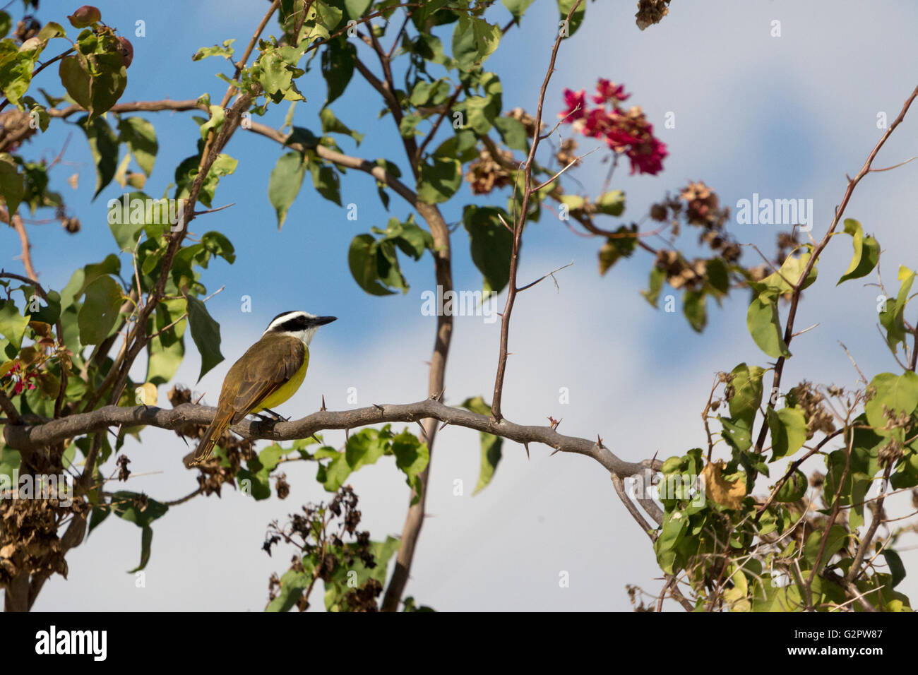 Asuncion, Paraguay. 2nd Jun, 2016. Great kiskadee (Pitangus sulphuratus ...