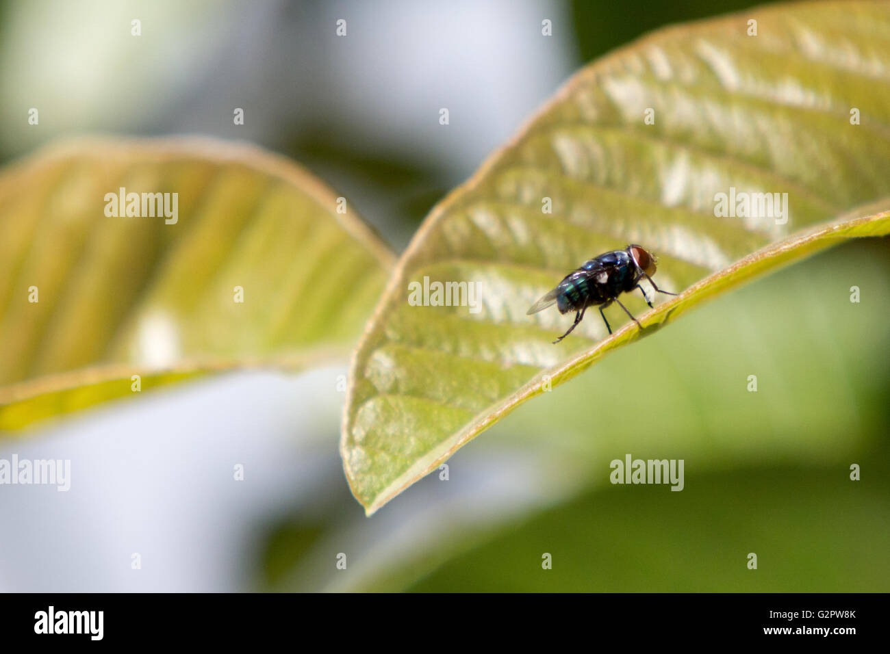 Asuncion, Paraguay. 2nd Jun, 2016. Large metallic fly (Chrysomya sp ...