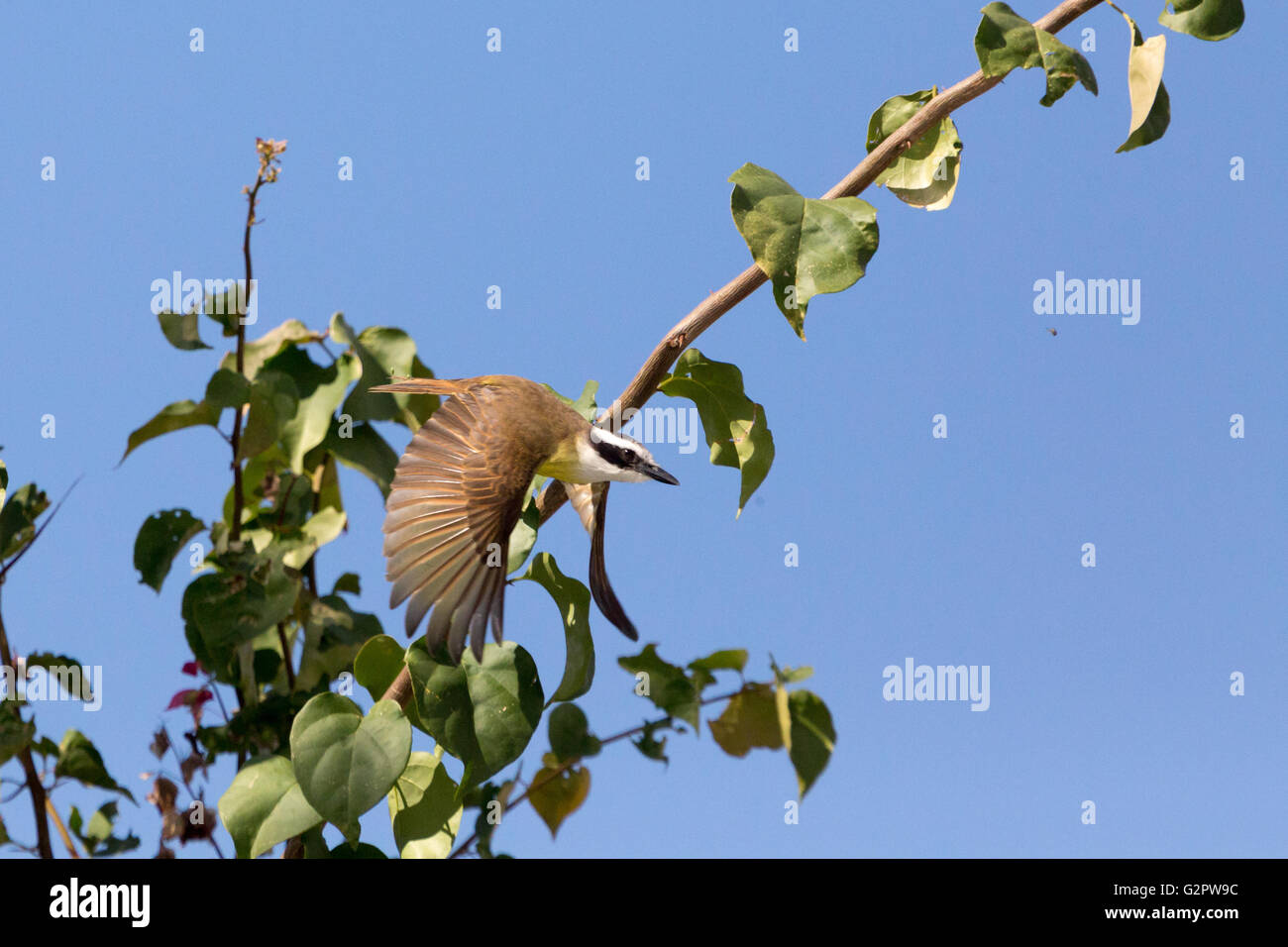 Asuncion, Paraguay. 2nd Jun, 2016. Great kiskadee (Pitangus sulphuratus ...