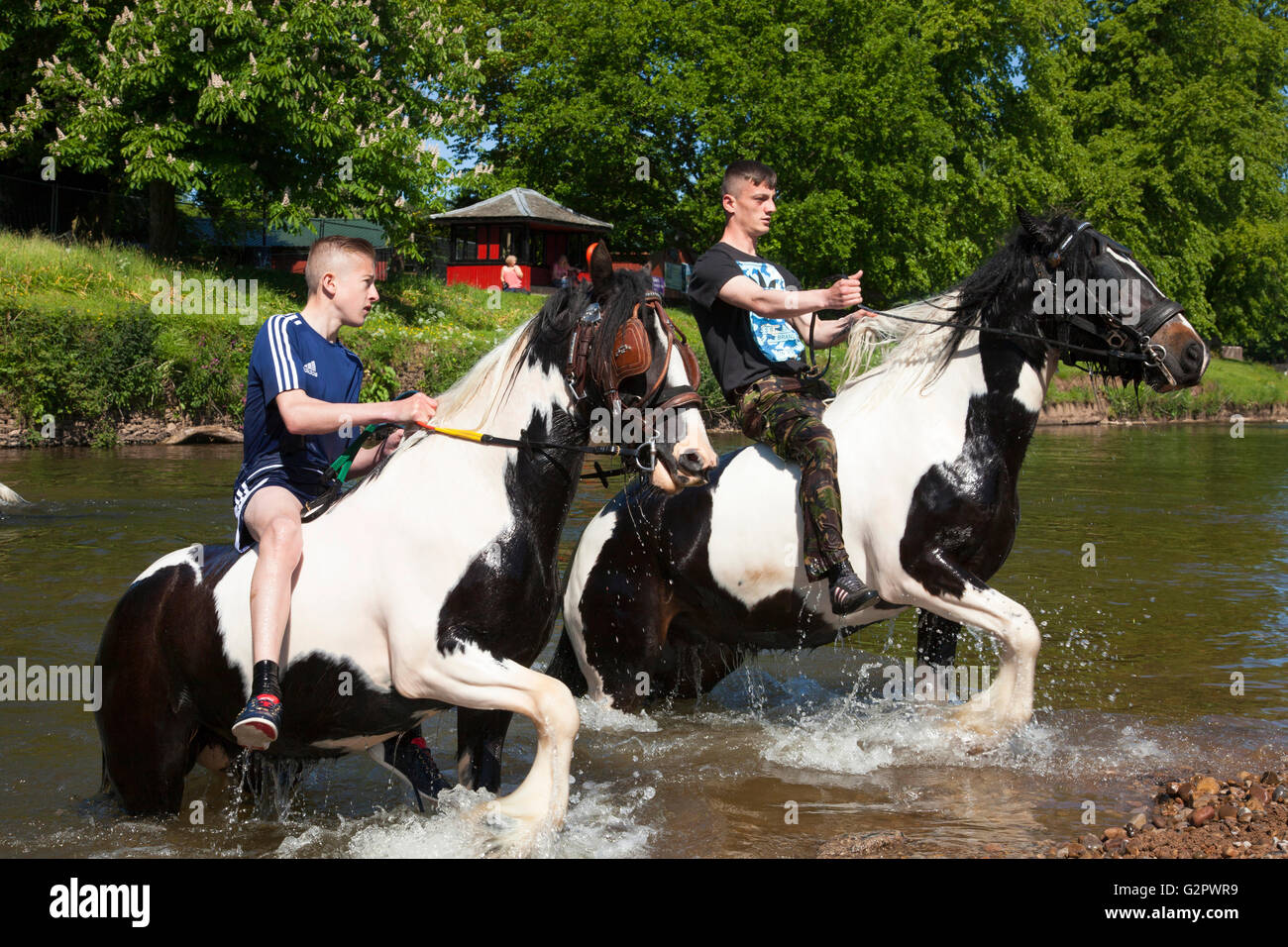 Appleby-in-Westmorland, U.K. 2nd June 2016. Gipsy boys swimming their ...